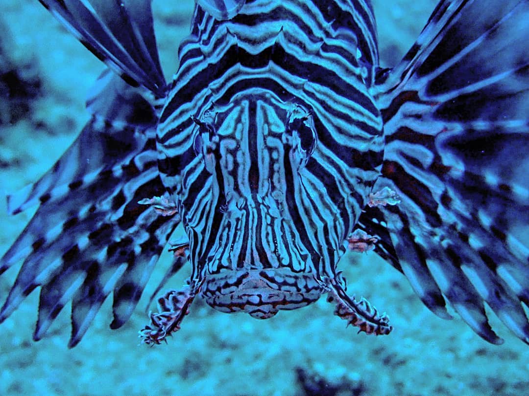 The 7 most Exciting Diving Spots in the Mediterranean