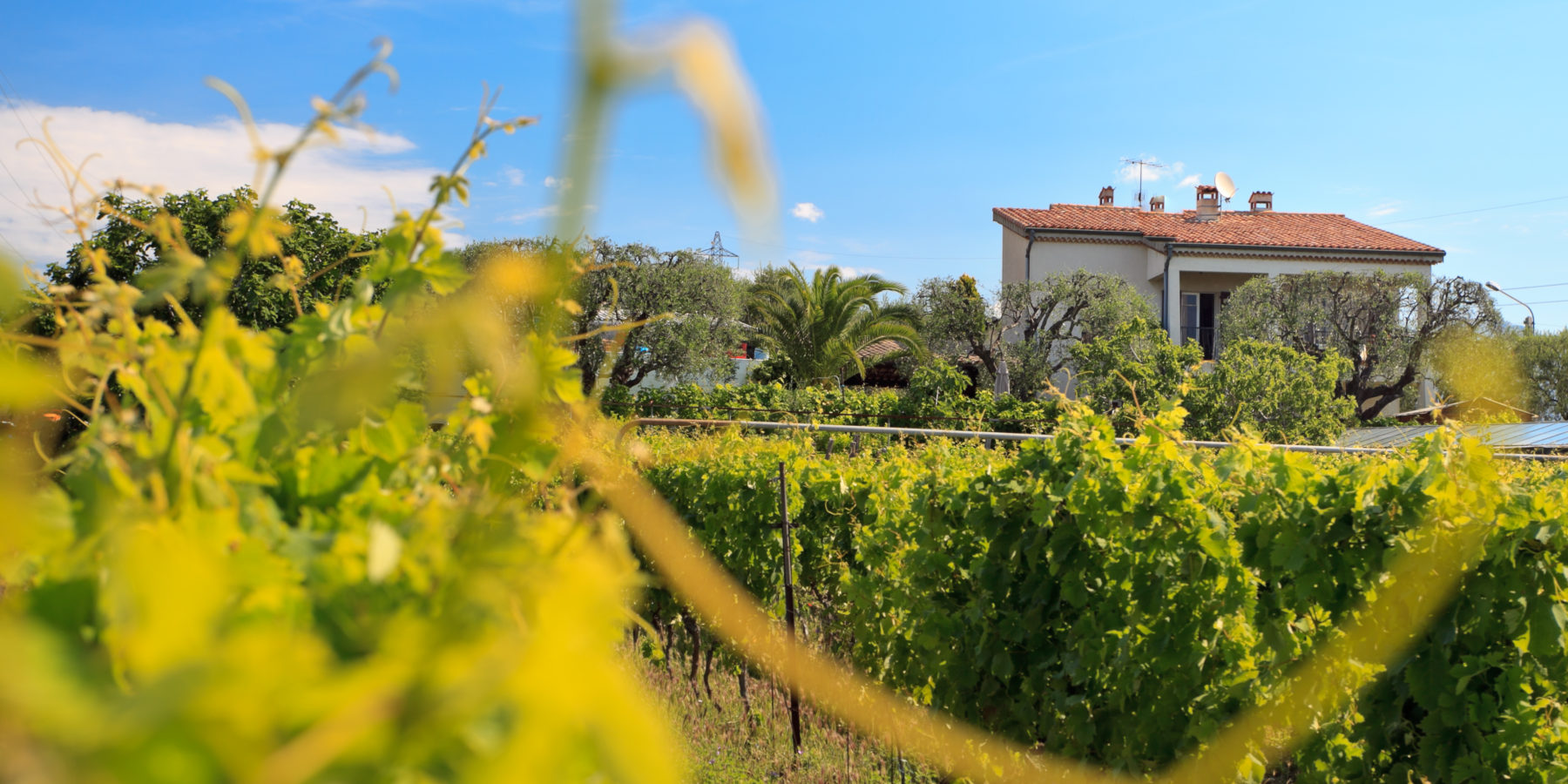 What are the Best Vineyards and Wineries to Discover Near Nice?